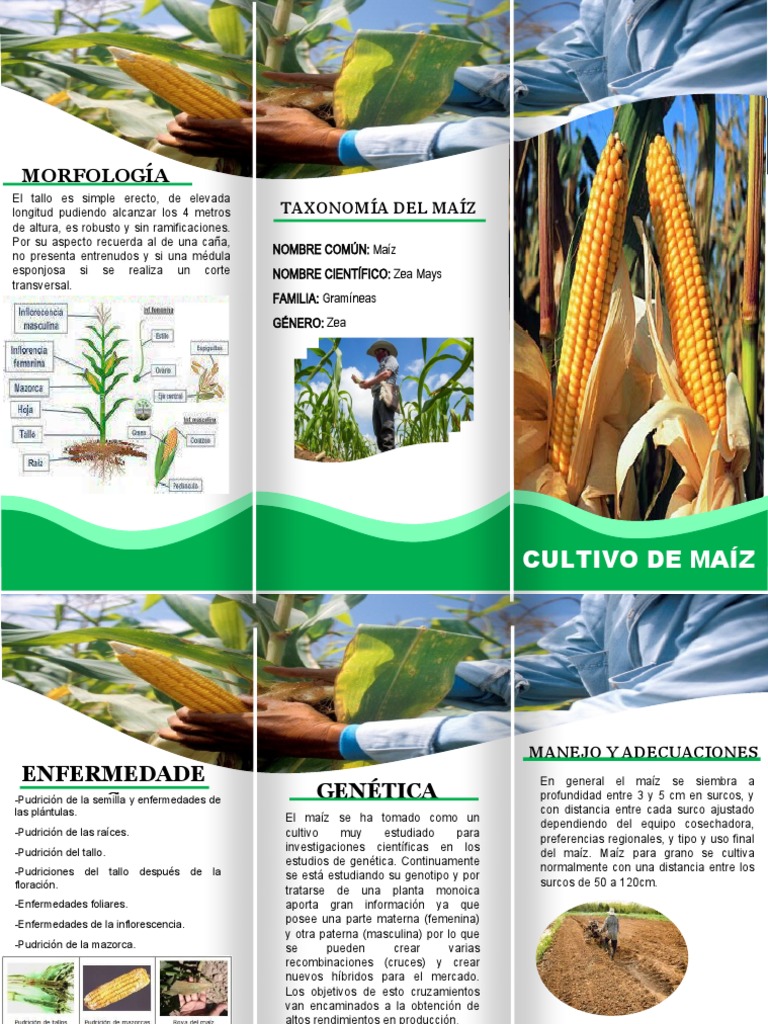 Tríptico educativo sobre el maíz | PDF | Maíz | Tallo de la planta