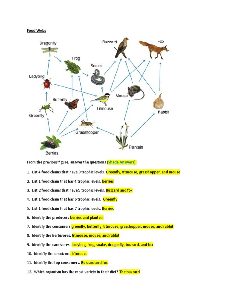 Food Web Worksheet | PDF