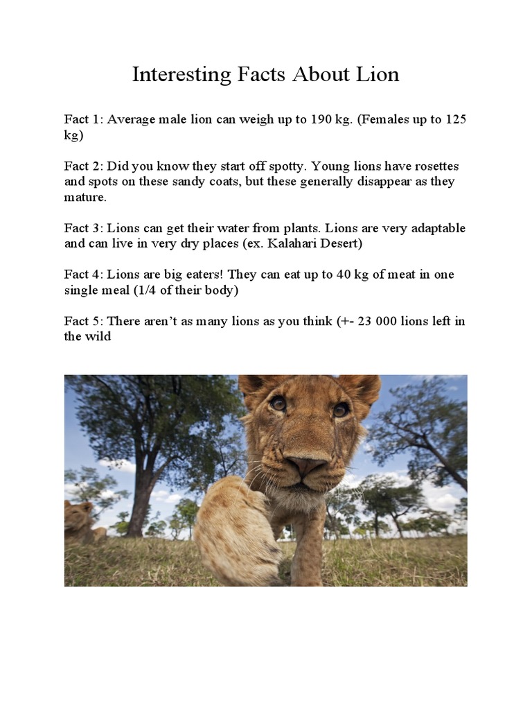 Interesting Facts About Lion | PDF