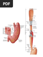 Dibujos Estomago y Esofago | PDF