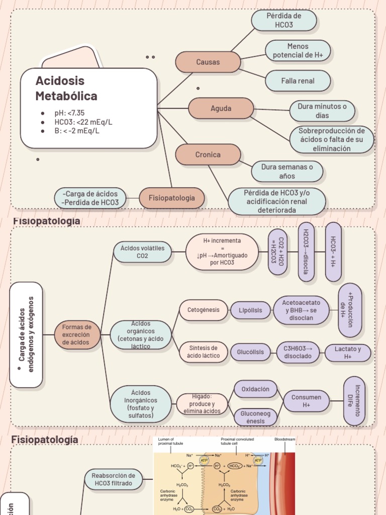 Acidosis Metabólica: Causas y Tratamiento | PDF | Ácido láctico | Ácido