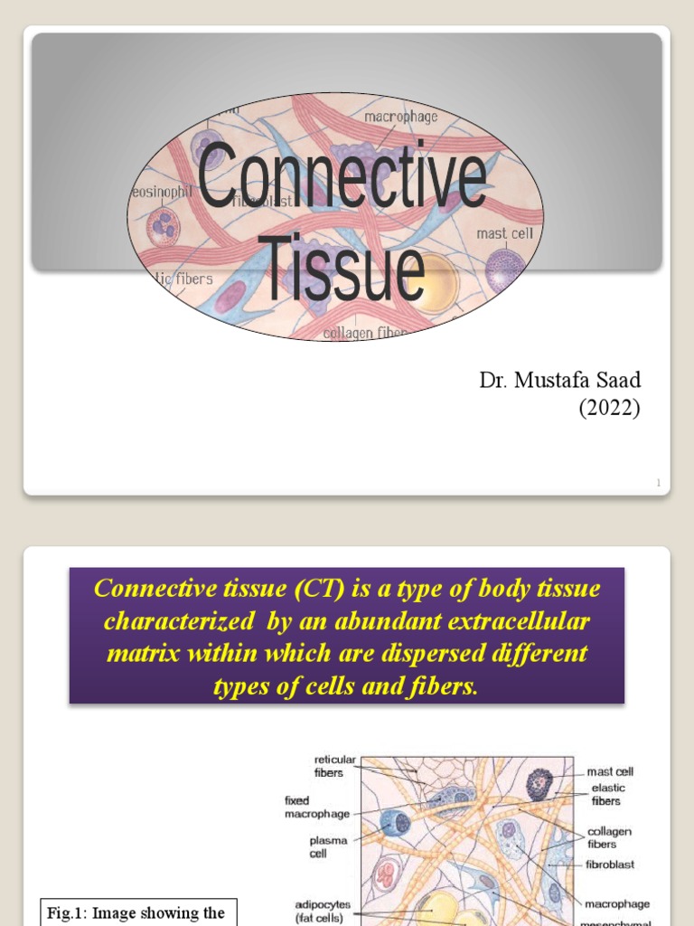 03 Connective Tissue | PDF | Connective Tissue | Adipose Tissue