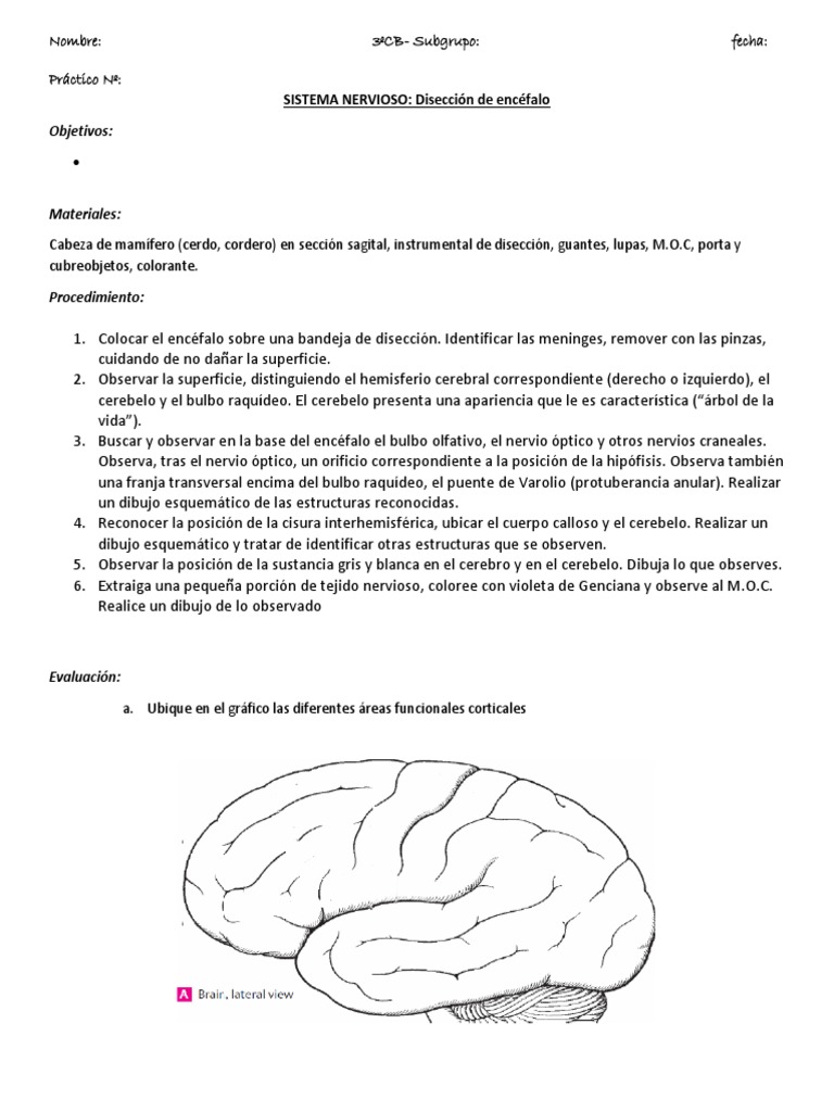 4SISTEMA NERVIOSO Disección Encéfalo | PDF