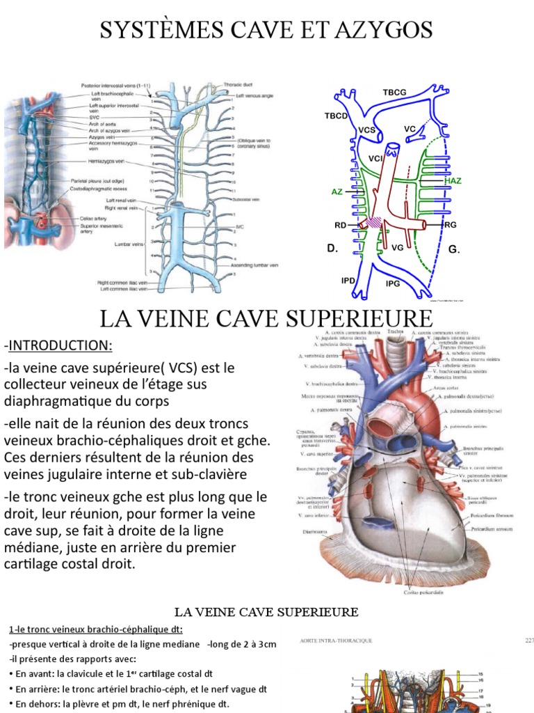 07-Systèmes Cave Et Azygos | PDF | Angiologie | Thorax