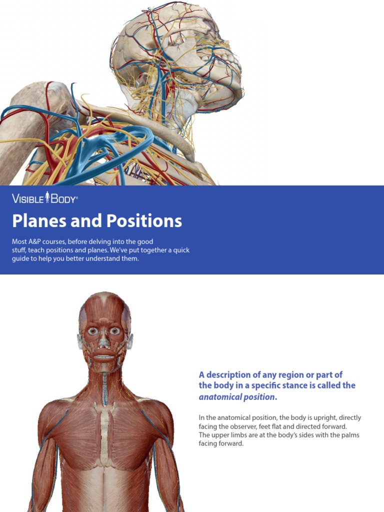Understanding Body Positions and Planes | PDF | Anatomical Terms Of ...