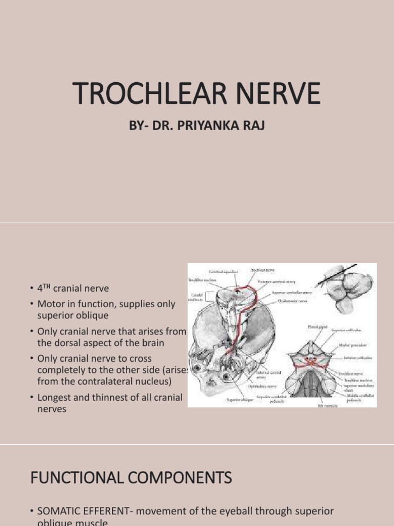 Trochlear Nerve Anatomy and Function | PDF | Neuroscience | Clinical ...