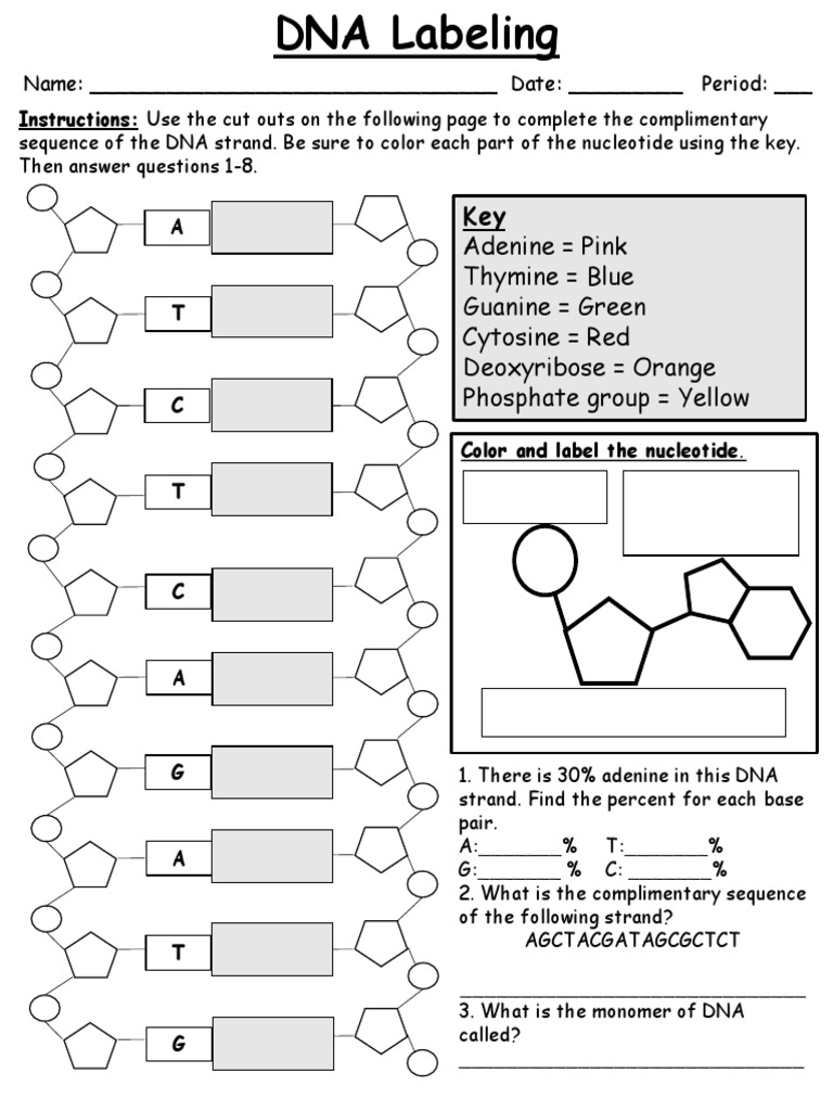 DNA Labeling Worksheet for Students | PDF