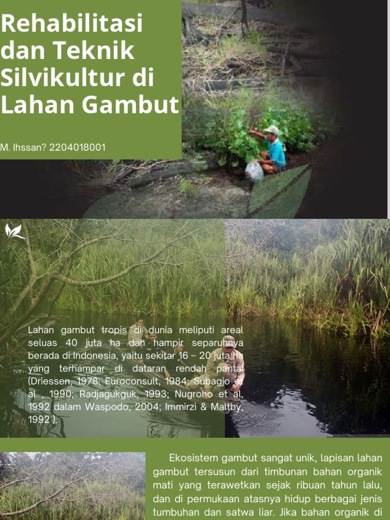 Teknik Silvikultur Lahan Gambut | PDF