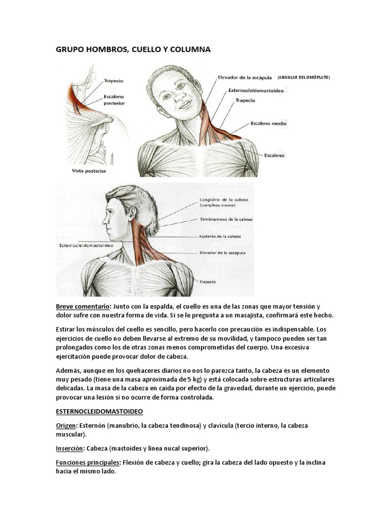 Anexo Anatomía | PDF | Codo | Hombro