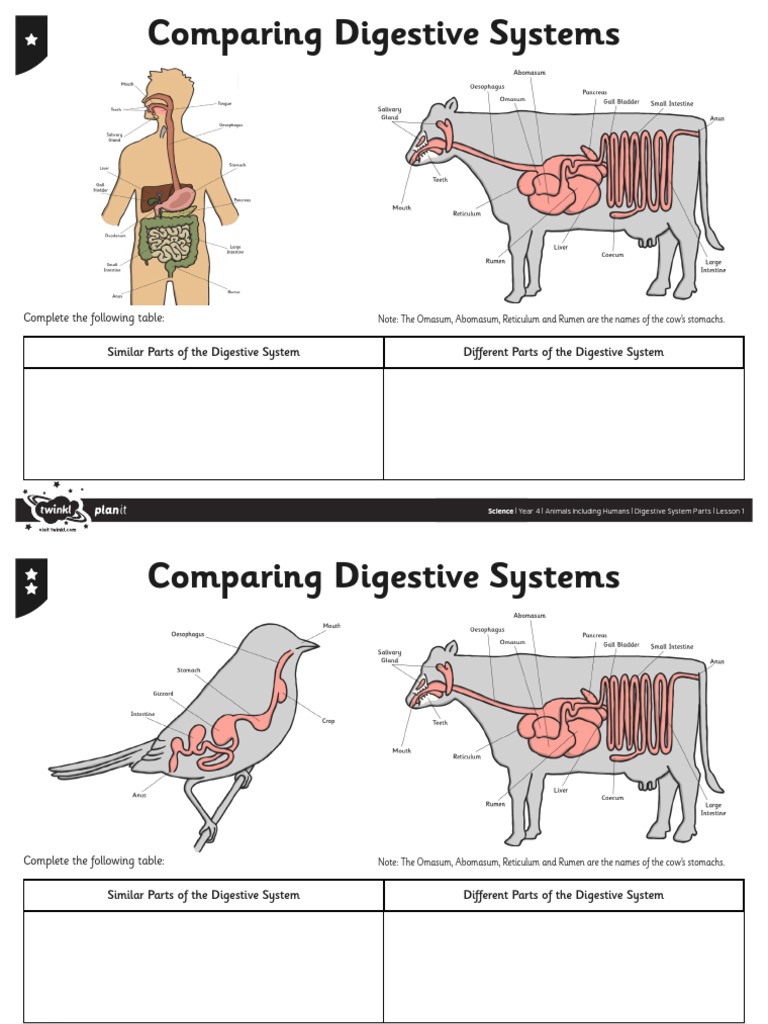 the-cows-digestive-system-reading-passage (1) | PDF | Digestion ...