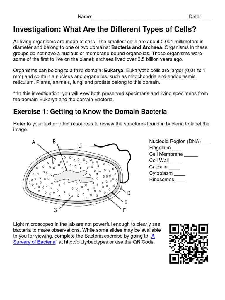 Investigation - What Are The Different Types of Cells | PDF