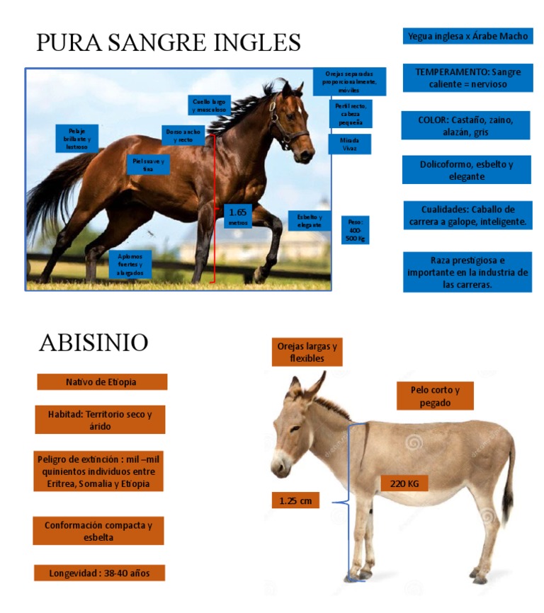 RAZAS DE CABALLOS y Burros | PDF | Caballos | Equus (Género)