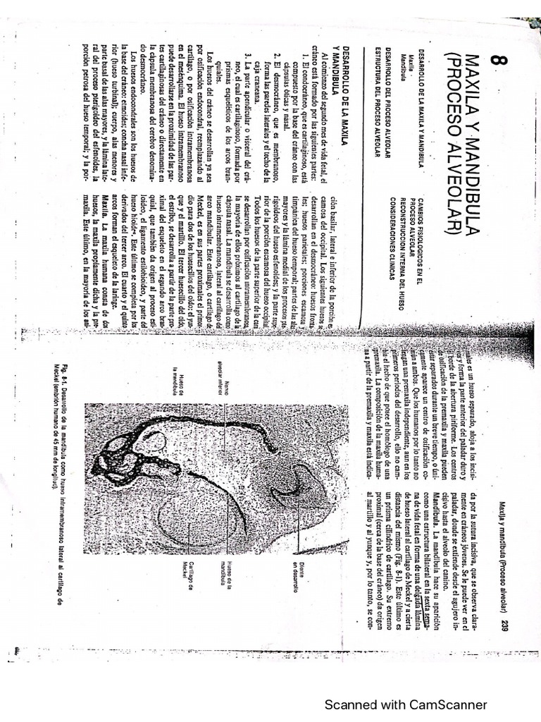 Cap 8 Libro Orban | PDF