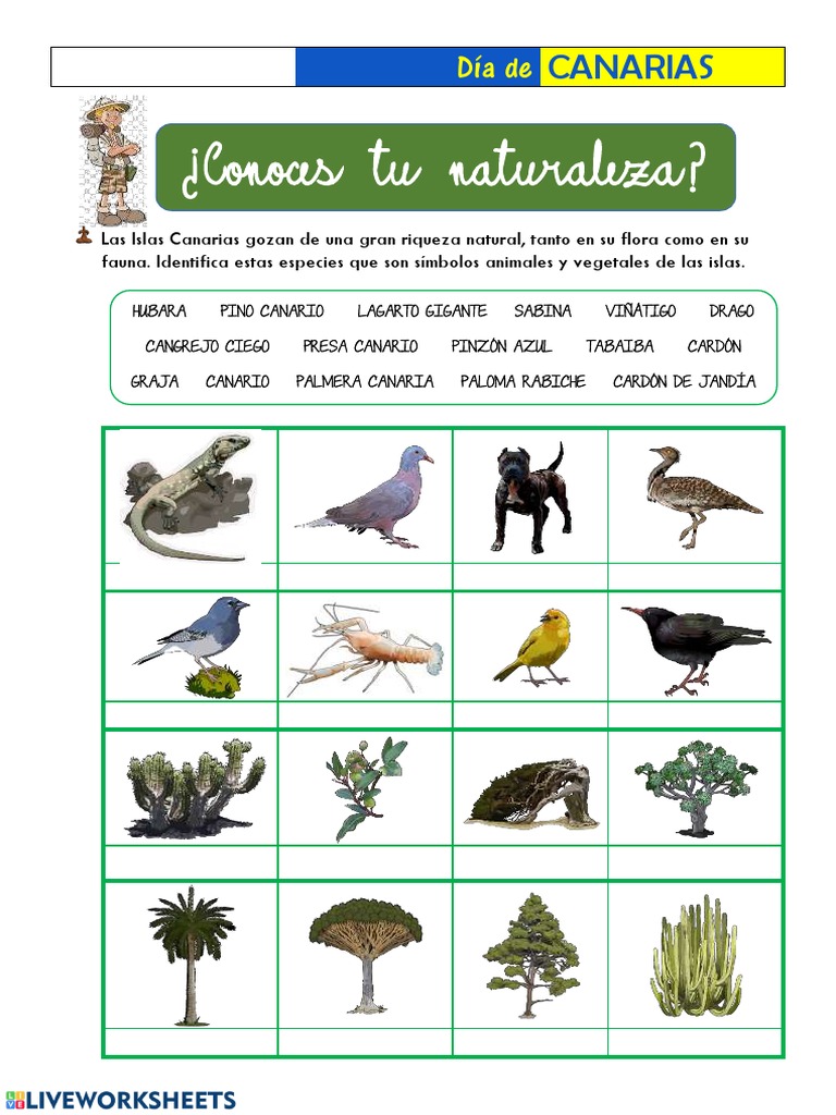 Símbolos de Flora y Fauna Canaria | PDF | Islas Canarias
