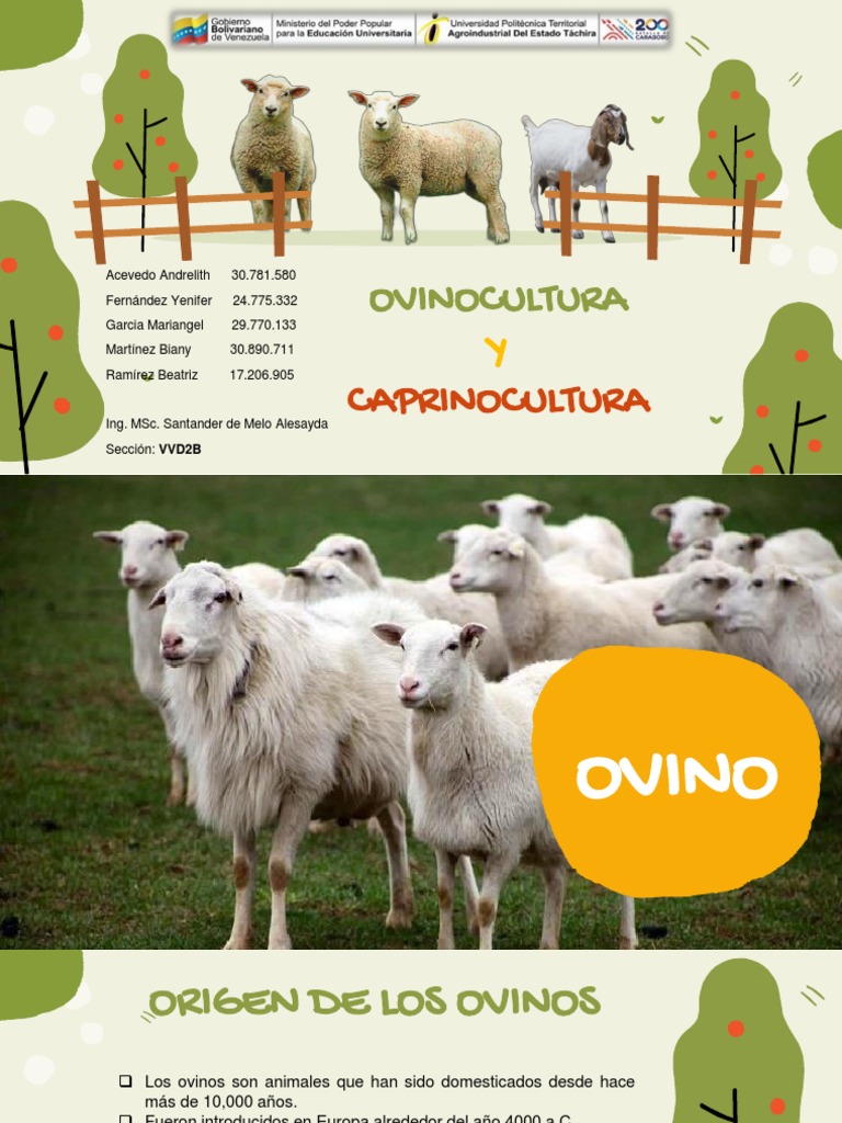 Diferencias entre Ovinos y Caprinos | PDF | Oveja | Cabra