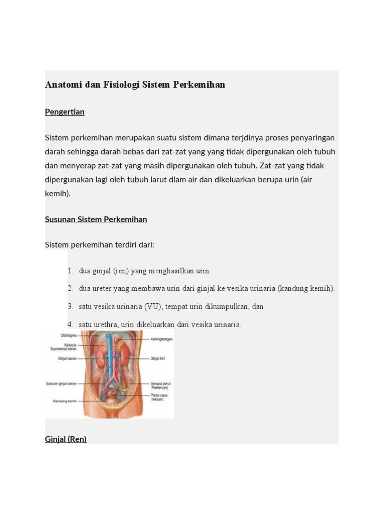 Anatomi Dan Fisiologi Sistem Perkemihan | PDF