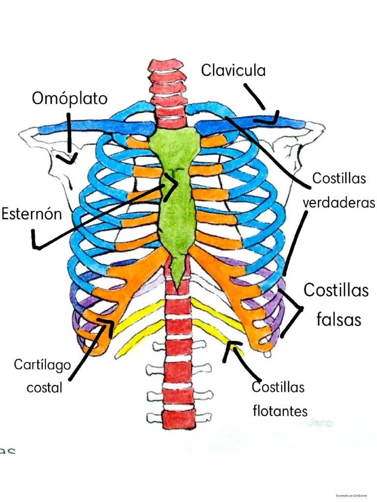 Huesos Del Tórax | PDF