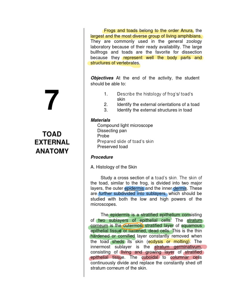 Act07 Toad External Anatomy Discussion | PDF | Epithelium | Skin