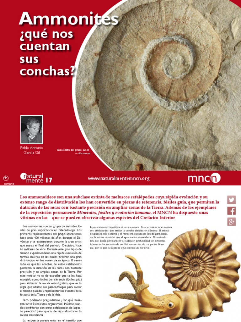 Éxito y evolución de los ammonites | PDF | Fósil | Cretáceo