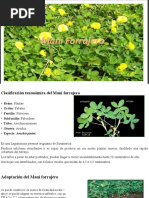 Ficha Técnica Del Pasto Imperial (Axonopus Scoparius, Hitchc) | PDF ...