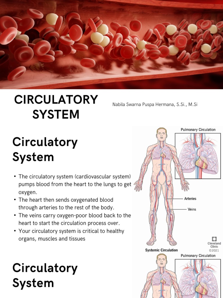 Circulatory System PDF | PDF | White Blood Cell | Heart