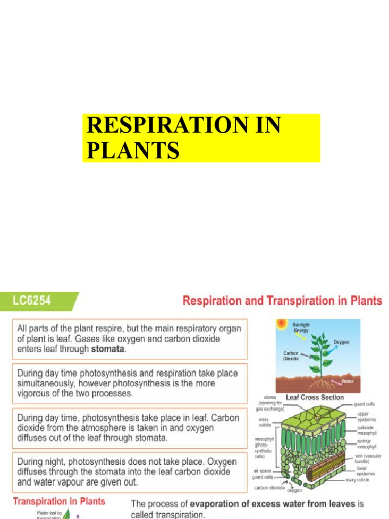 Plant Respiration Explained for Students | PDF | Cellular Respiration ...