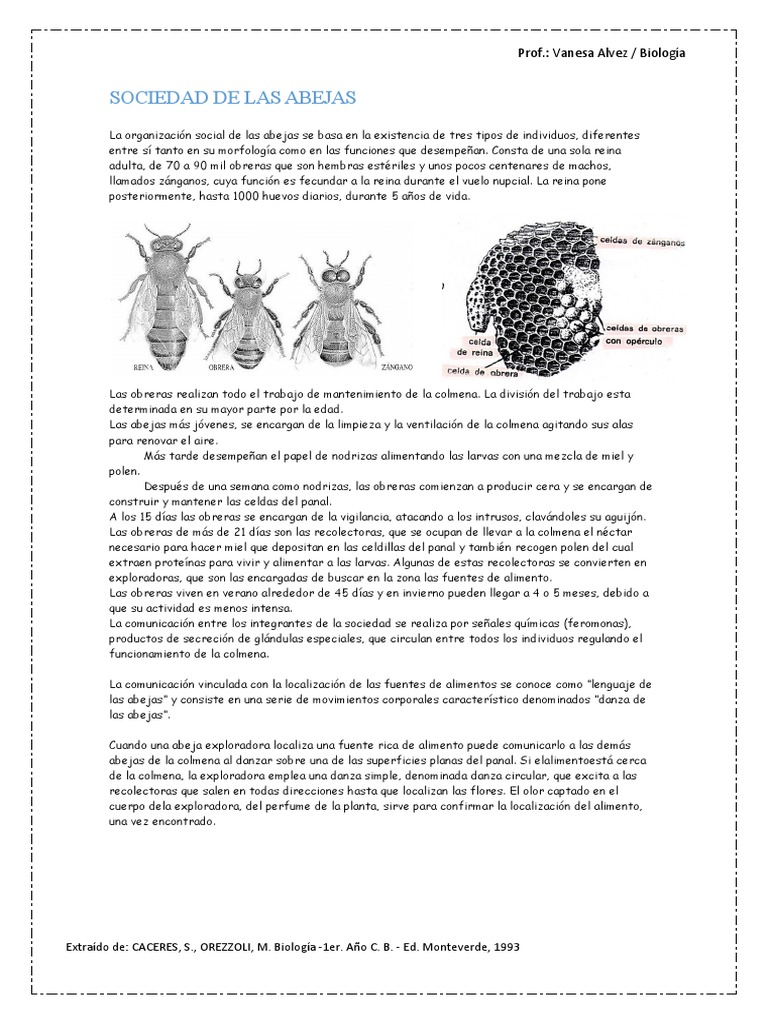 1er Año SOCIEDAD DE LAS ABEJAS | PDF | Western Honey Bee | Colmena