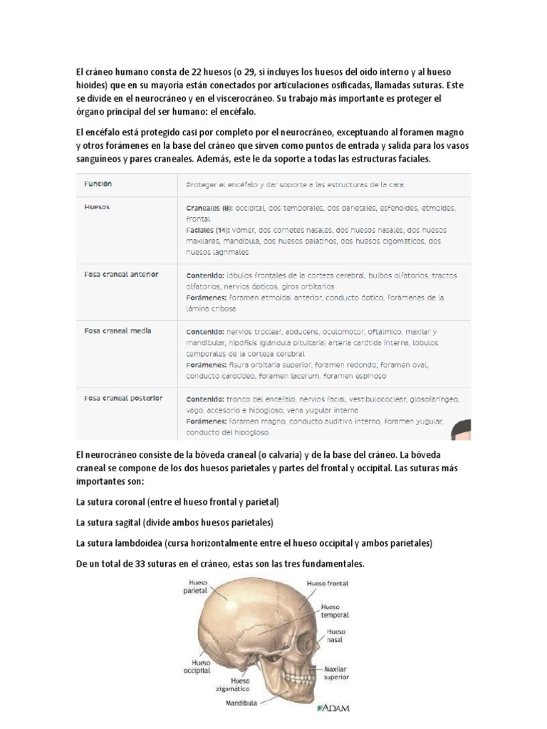 El Cráneo Humano Consta de 22 Huesos | PDF | Cráneo | Hueso