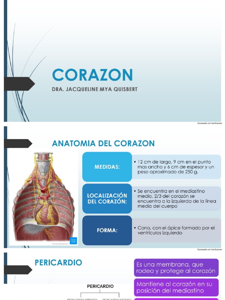 3 Corazon | PDF