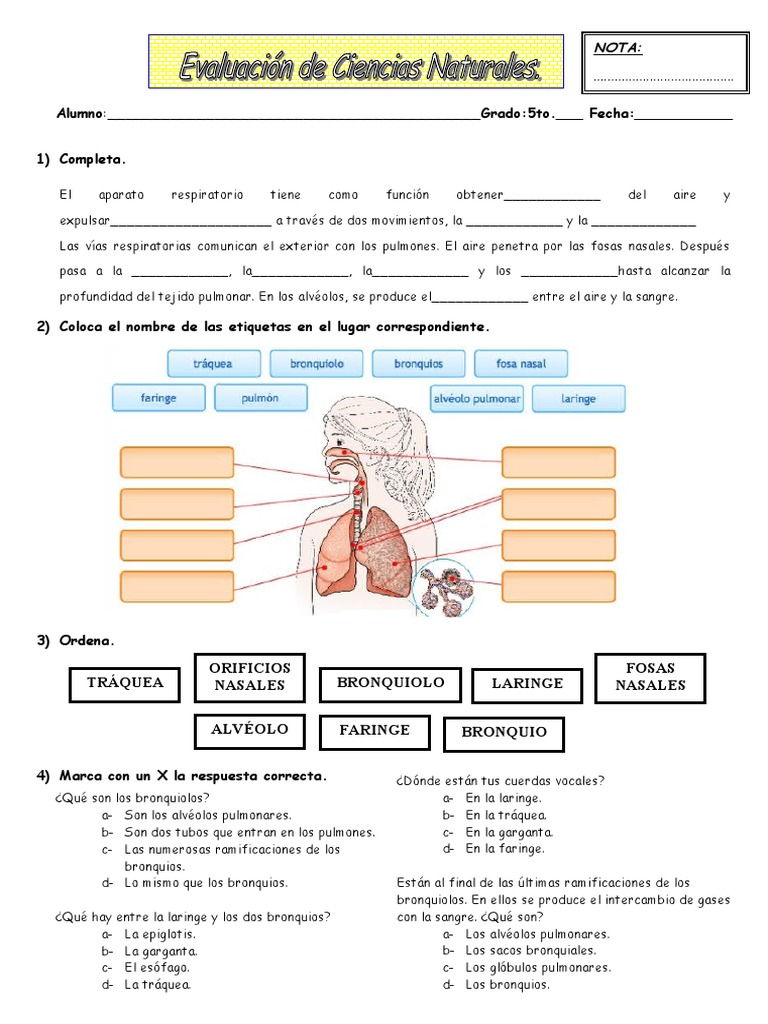 Funciones del aparato respiratorio y digestivo | PDF | Pulmón | Sistema ...