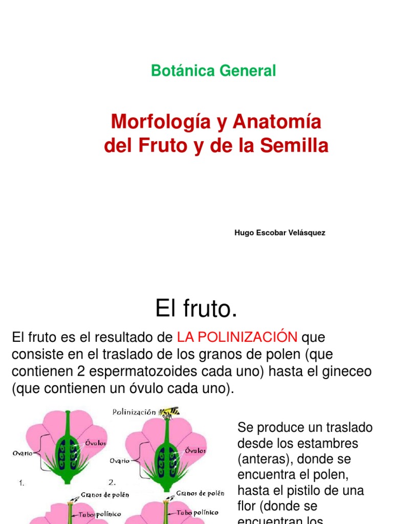 Anatomía del Fruto y Semilla | PDF | Fruta | Germinación