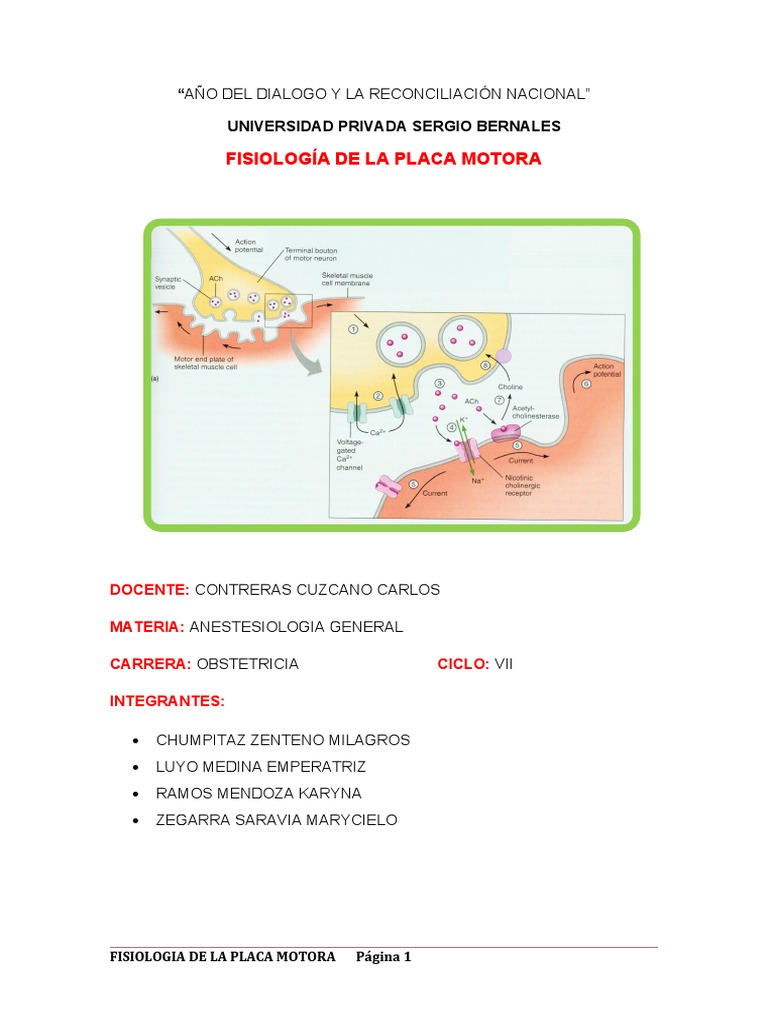 Fisiología de la Placa Motora | PDF | Unión neuromuscular | Sinapsis