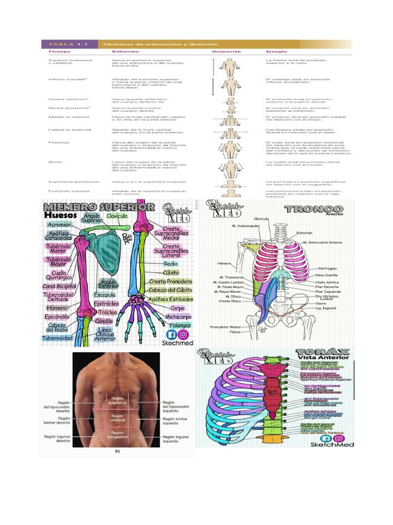 Anatomia Pdf
