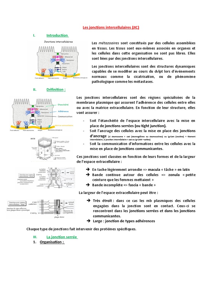 Types et fonctions des jonctions cellulaires | PDF