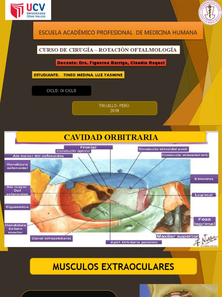 musculos extraoculares | PDF