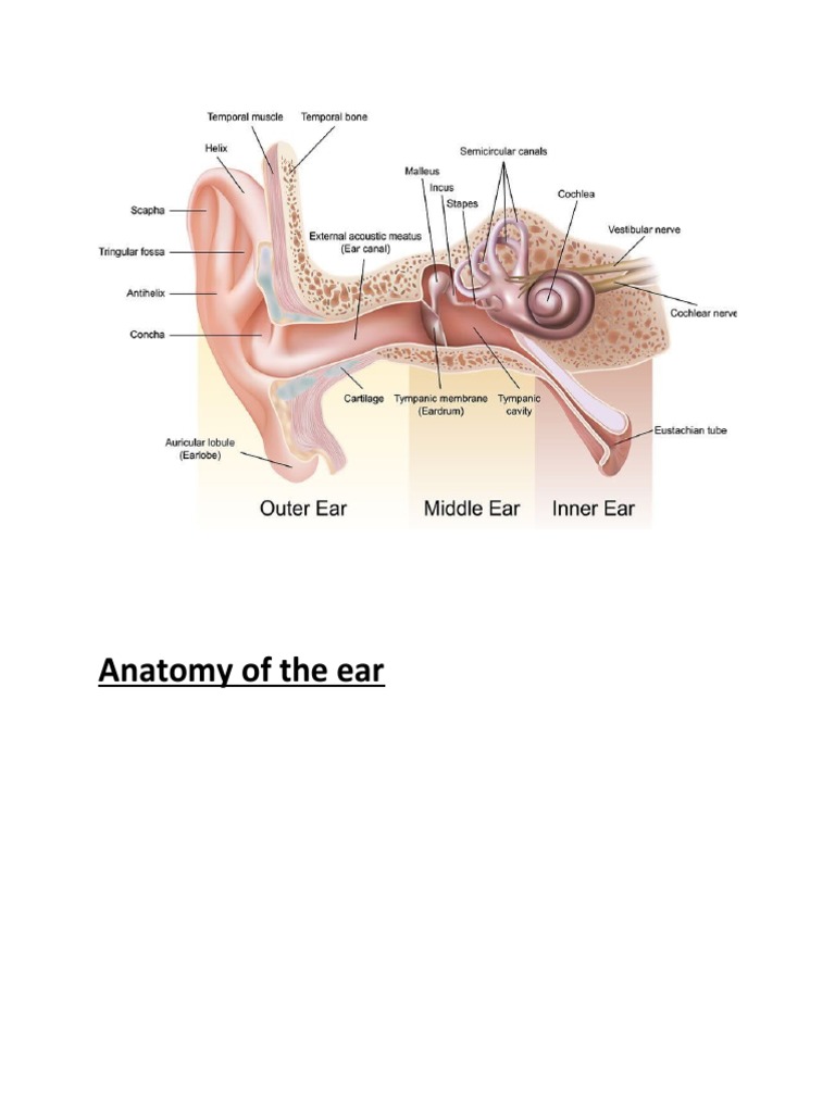 Anatomy of The Ear and Nose | PDF