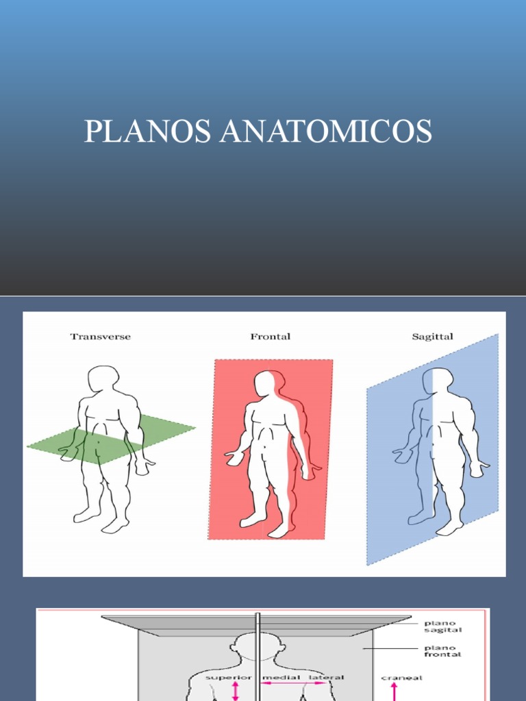 Planos Anatomicos | PDF