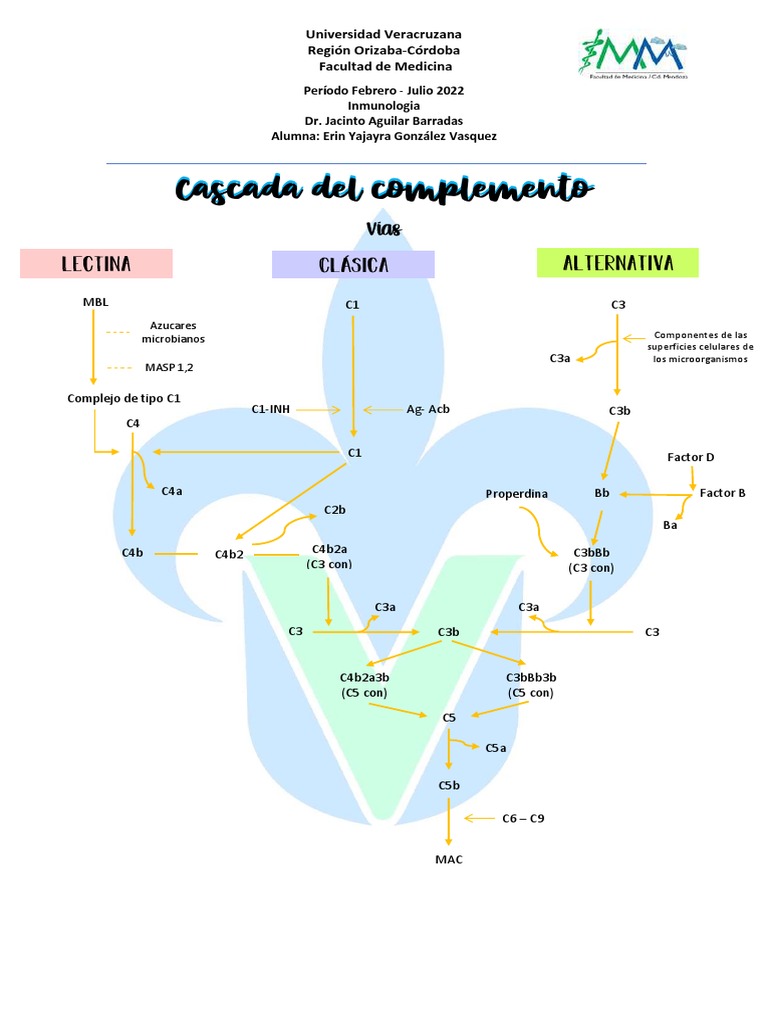 Cascada Del Complemento | PDF | Sistema complementario | Órgano (anatomía)