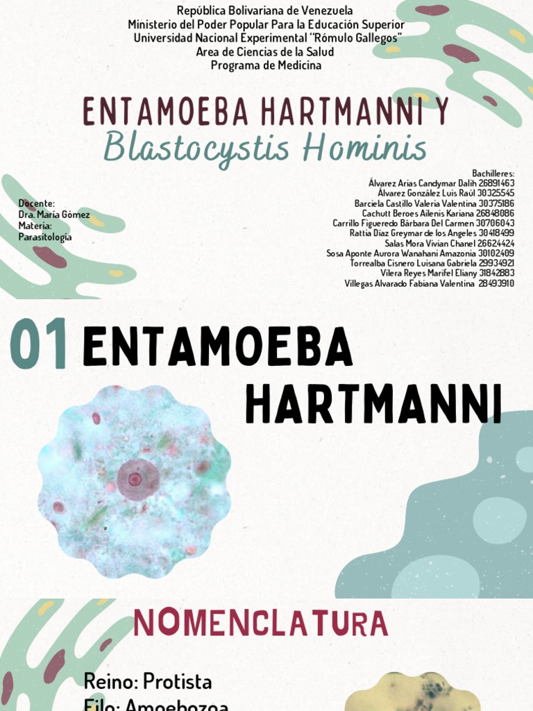 Entamoeba hartmanni: Características y Diagnóstico | PDF | Heces ...