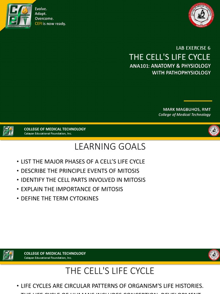 Lab Exercise 6 - The Cell S Life Cycle PDF | PDF