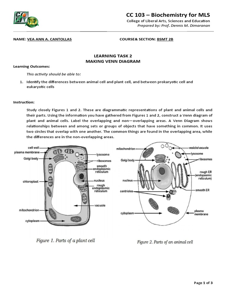 Activity 2 - Making Venn Diagram | PDF | Cell (Biology) | Eukaryotes