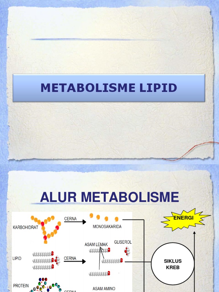 Metabolisme Lipid PDF | PDF