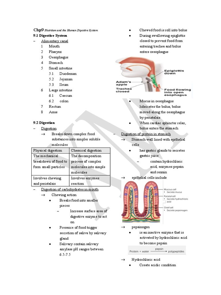 Digestive System Overview and Functions | PDF