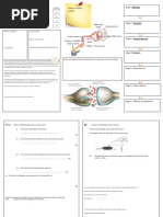 Reflex Arc Worksheet | PDF