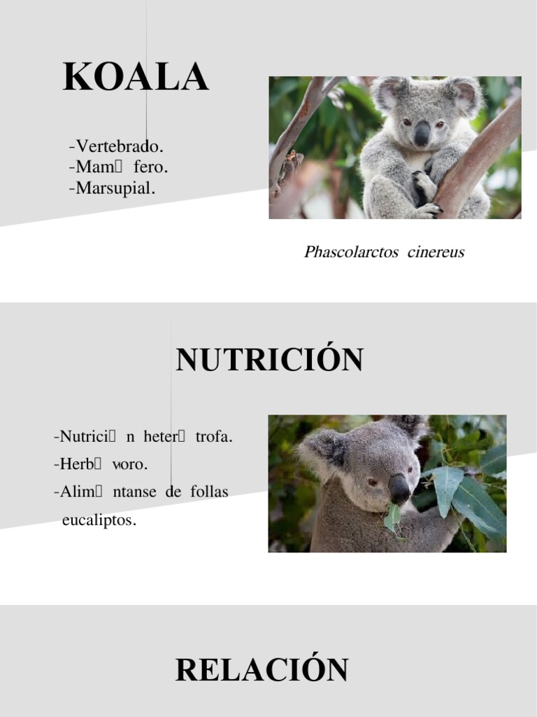 Diapositivas Koala - Odp | PDF