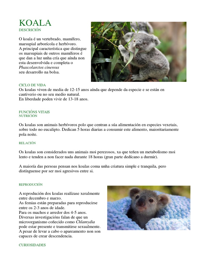 Koala | PDF