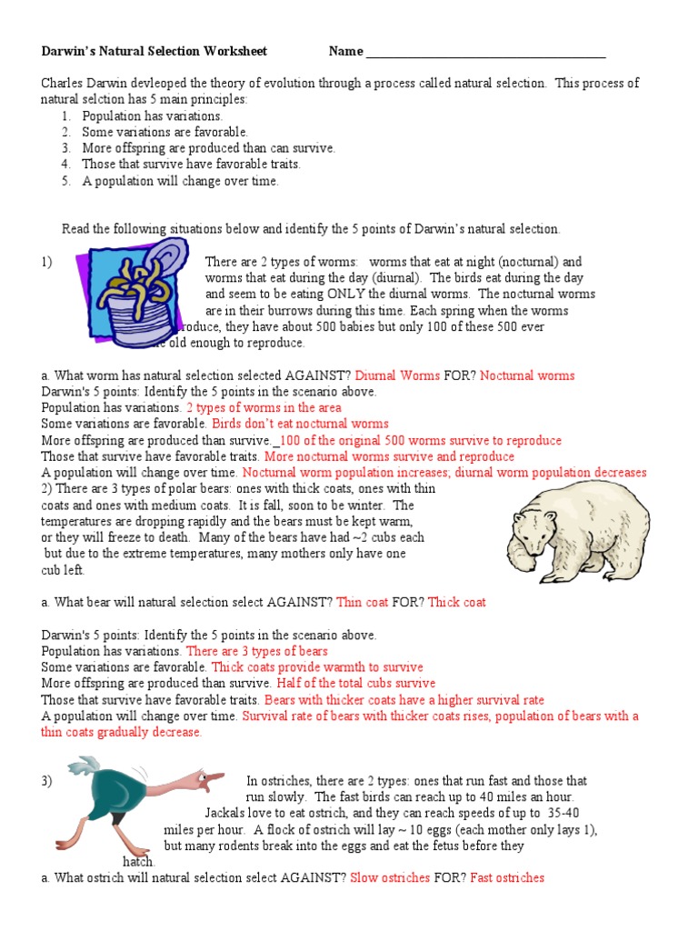 Natural Selection Practice | PDF | Natural Selection | Bears