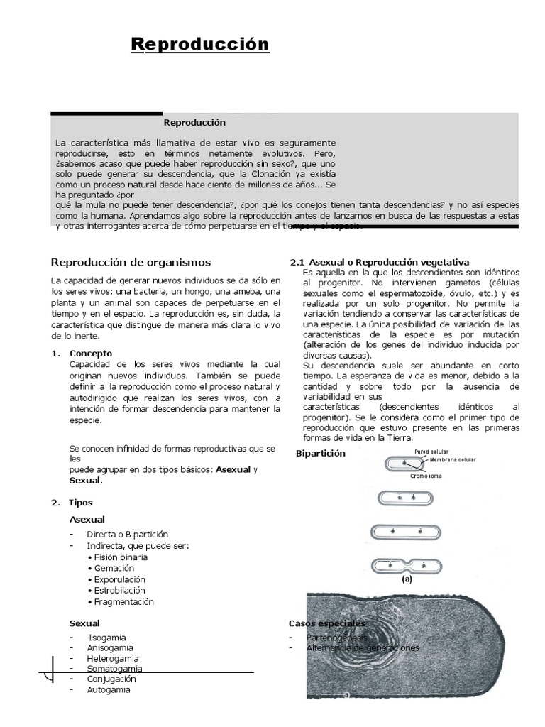 Reproducción: Bipartición y Tipos | PDF