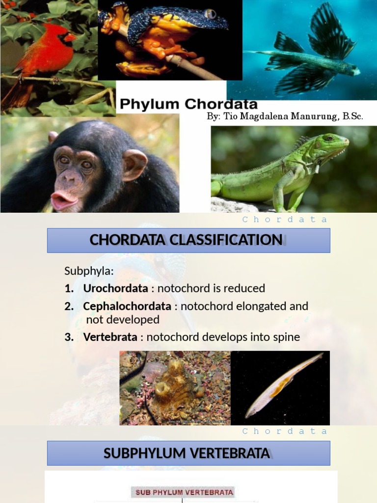 Phylum Chordata | PDF