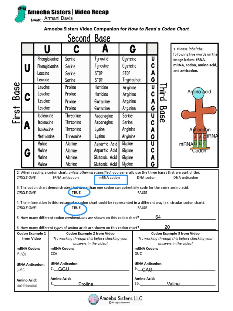 Video Recap of Codon Chart Video Companion by Amoeba Sisters | PDF ...